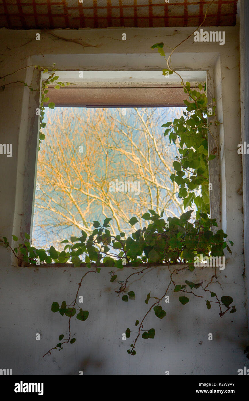 Ghost town captured wildlife plants home window climb Stock Photo - Alamy