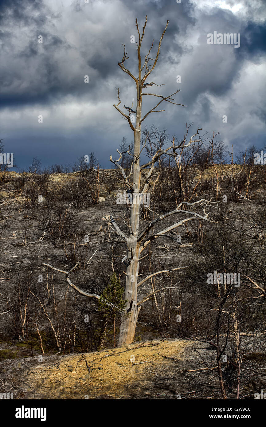 Disturbed natural environment. Plants of forest-tundra died because of ...