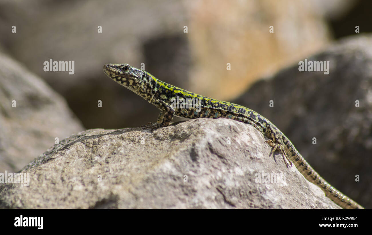 Lizard on rock Stock Photo - Alamy
