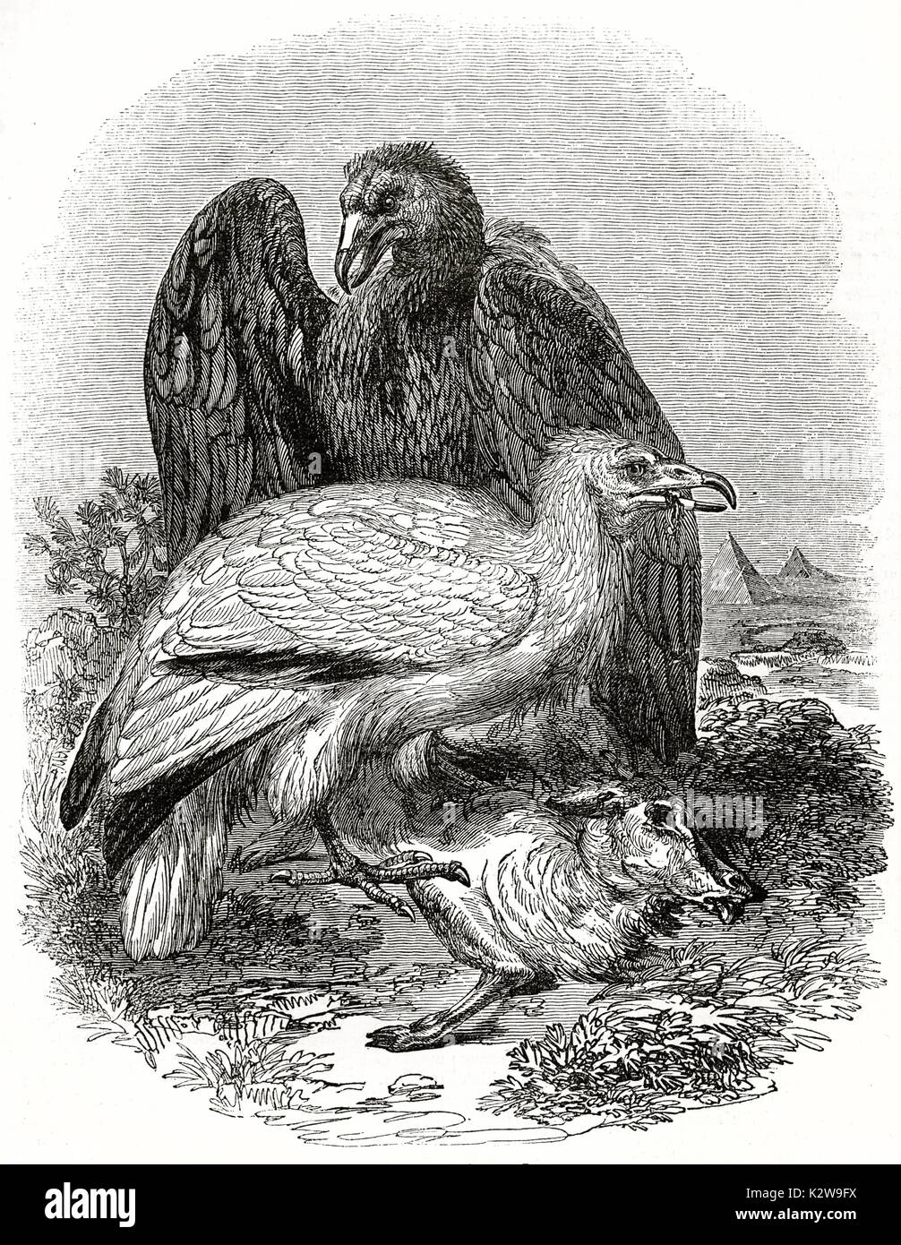 Old illustration of Egyptian Vulture (Neophron percnopterus). By ...