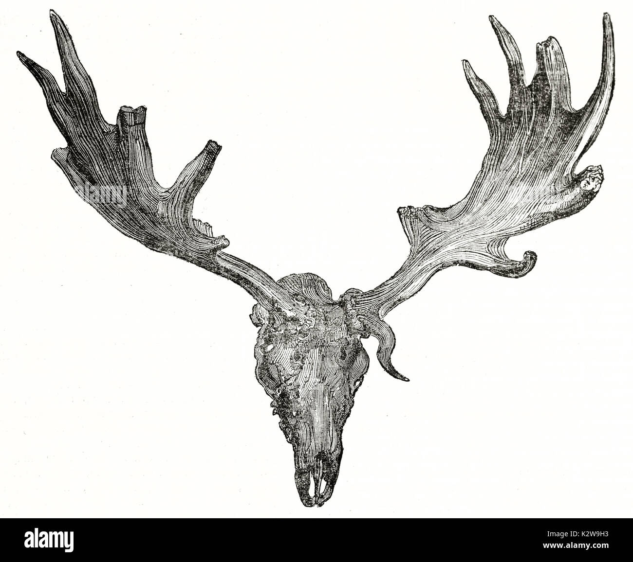 Giant irish deer skeleton hi-res stock photography and images - Alamy