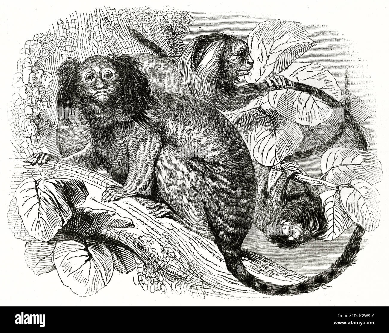 Old illustration of Common Marmoset (Callitrix jacchus). By ...