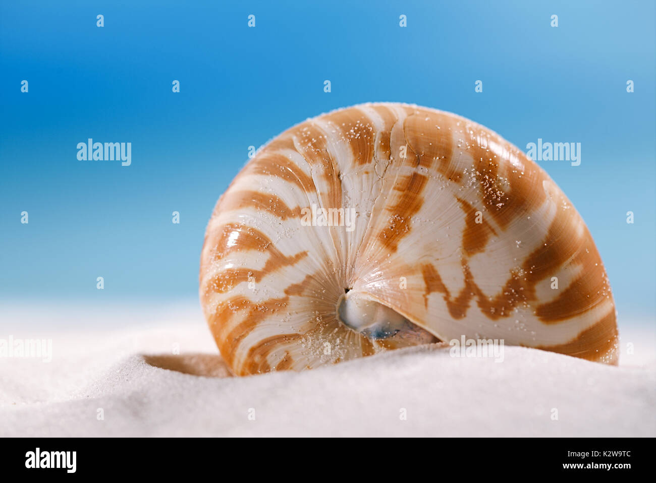 nautilus shell on white beach sand and blue seascape background Stock ...
