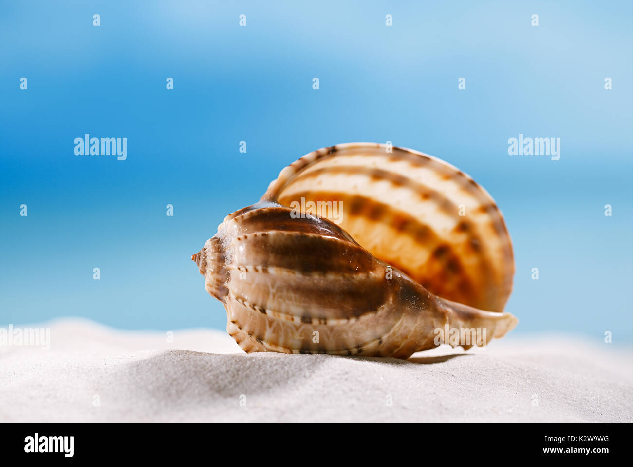 tropical seashell sea shell with ocean , beach and seascape, shallow ...