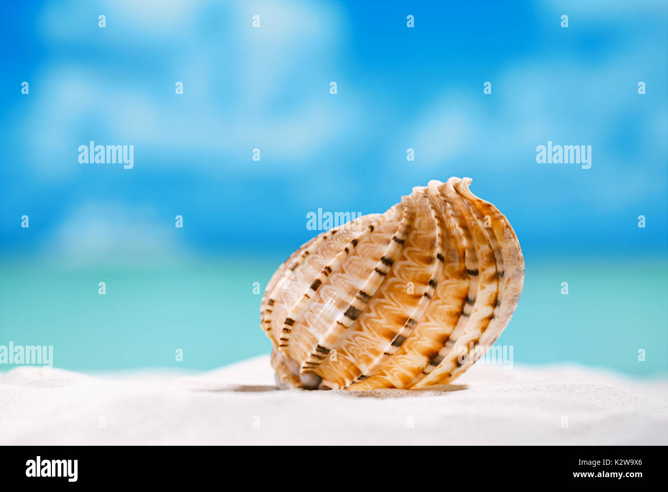 tropical seashell sea shell with ocean , beach and seascape, shallow ...