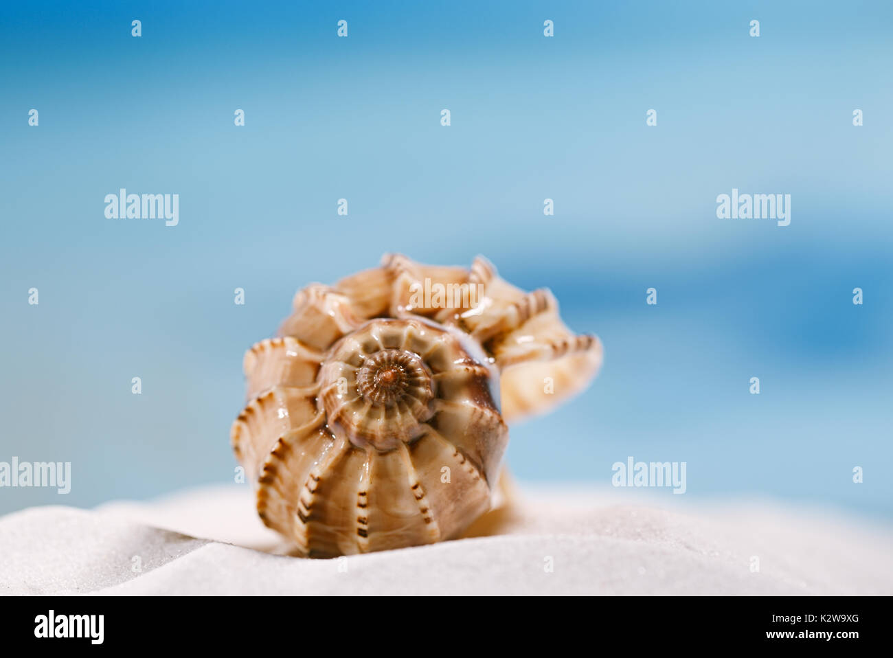 tropical seashell sea shell with ocean , beach and seascape, shallow ...