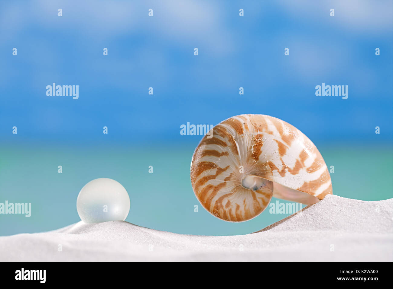 nautilus shell on white beach sand and blue seascape background Stock ...