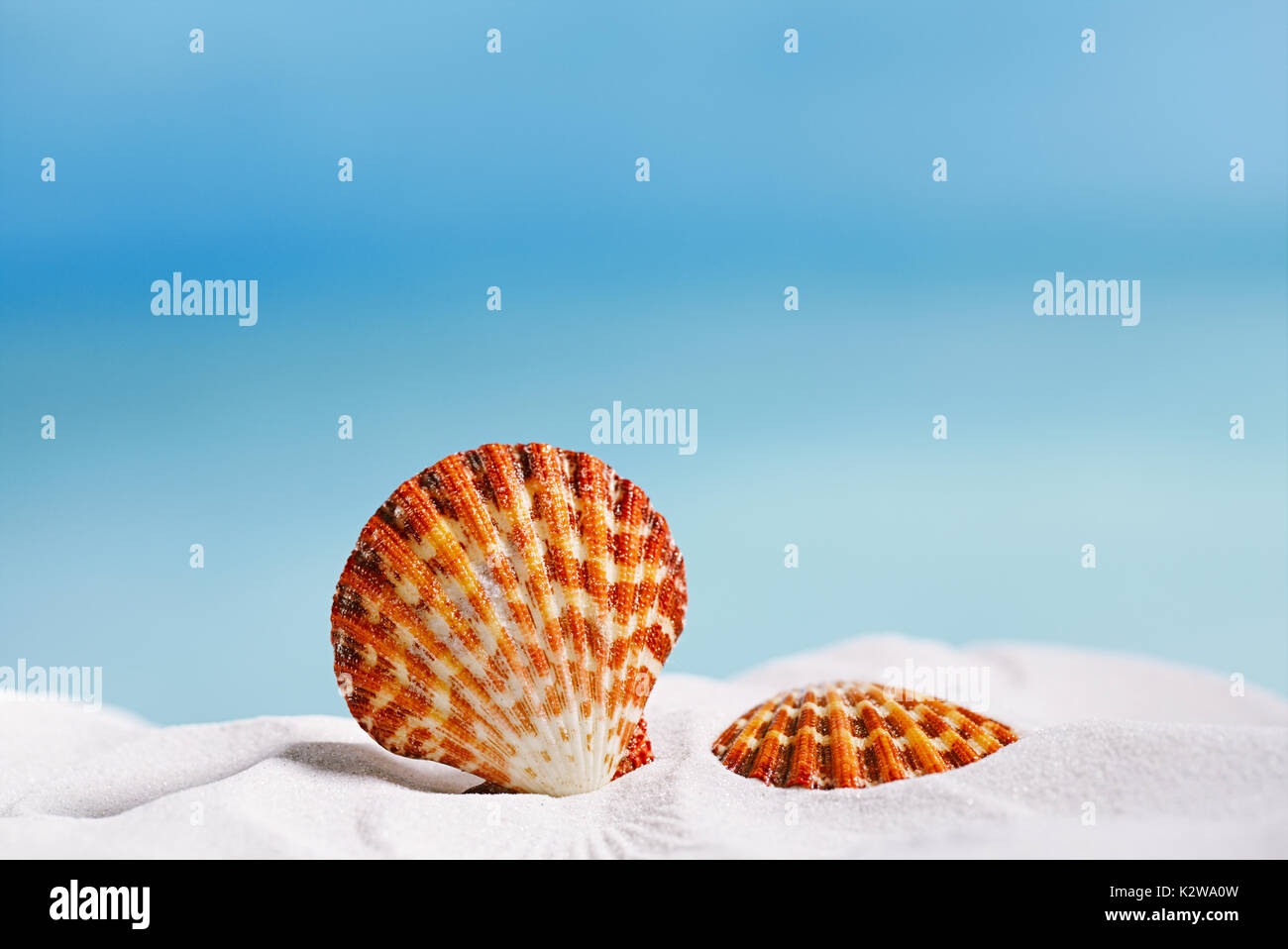 tropical red seashell sea shell with ocean , beach and seascape ...