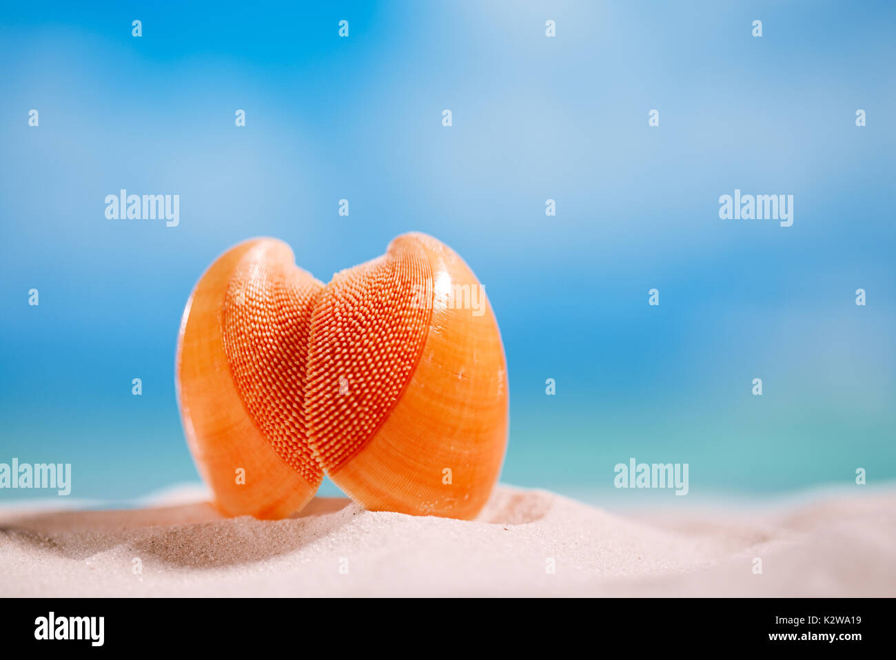 tropical red seashell sea shell with ocean , beach and seascape ...