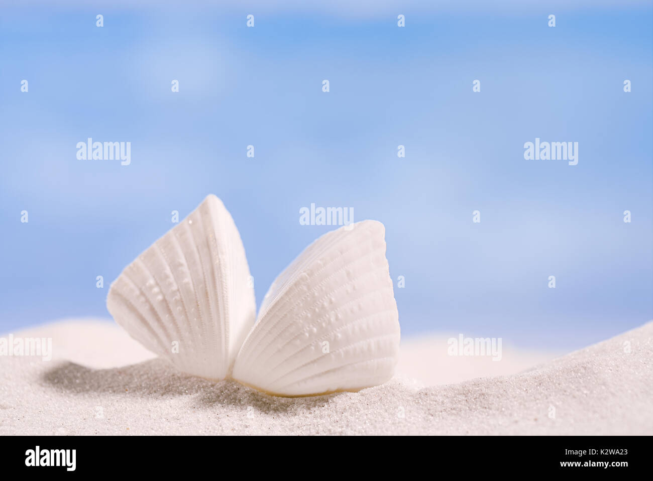 white tropical shell on white Florida beach sand under sun light ...