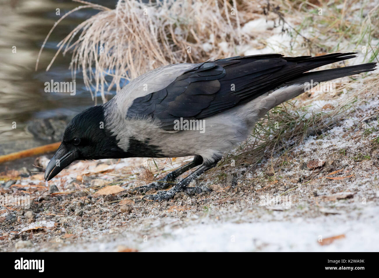 Big crow hi-res stock photography and images - Alamy