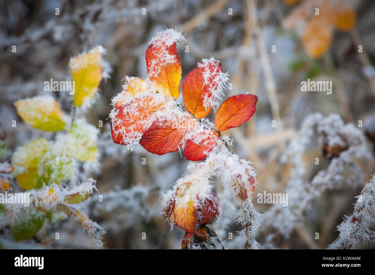 Rose bush frozen leaves Stock Photo - Alamy