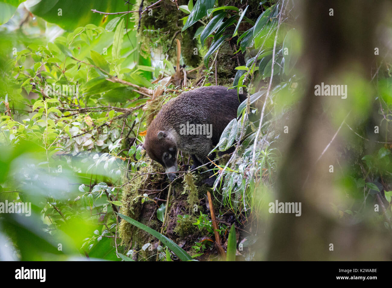 Wild white-nosed coati in rainforest Stock Photo - Alamy