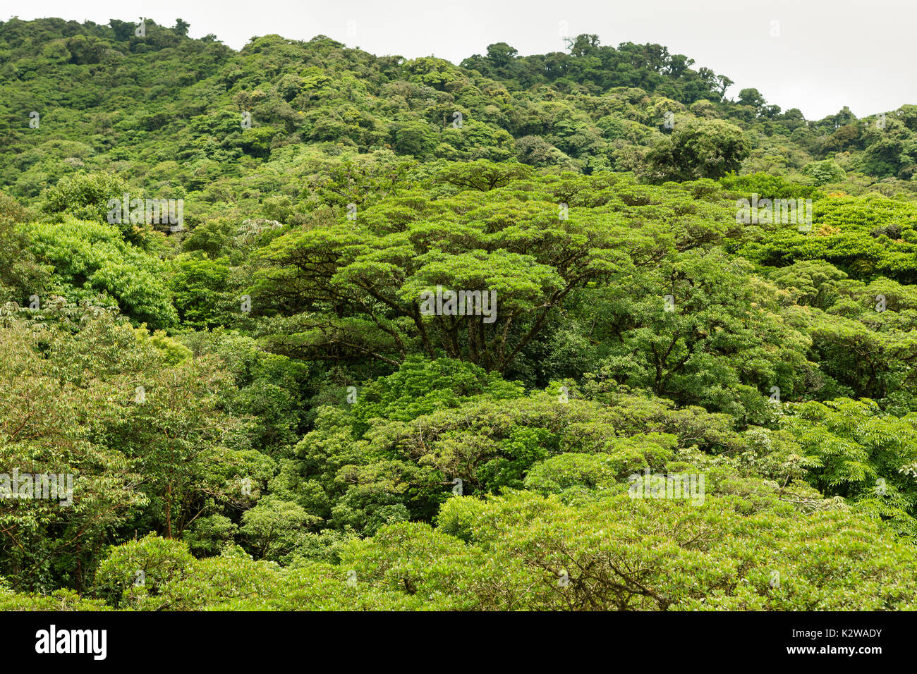 Lush rainforest canopy Monteverde Costa Rica Stock Photo - Alamy