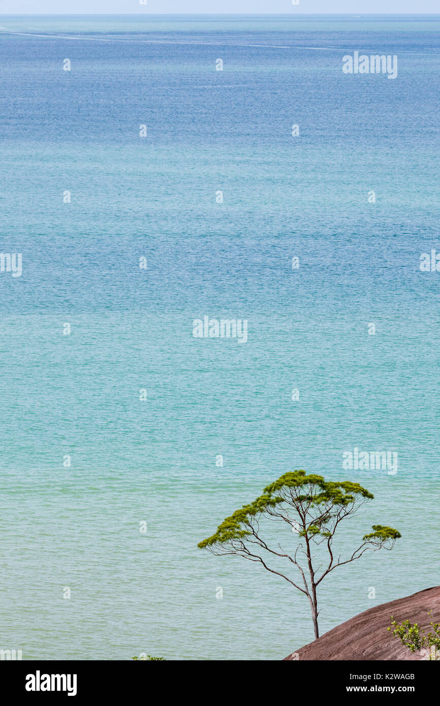 Small tree and big vast ocean Stock Photo - Alamy