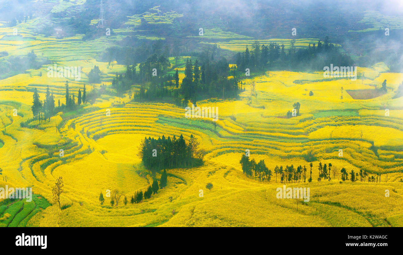 Canola field, rapeseed flower field with morning fog in Luoping, China ...