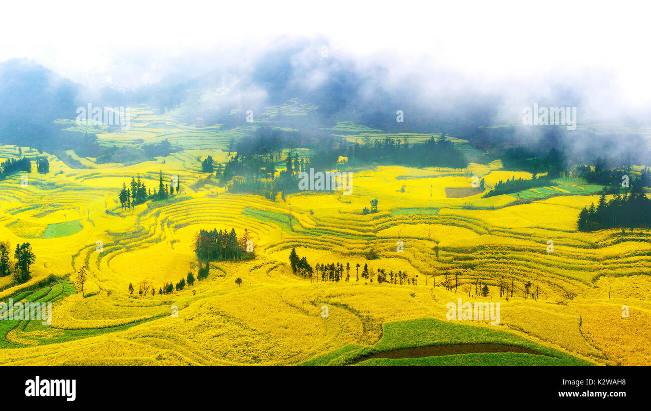 Canola field, rapeseed flower field with morning fog in Luoping, China ...