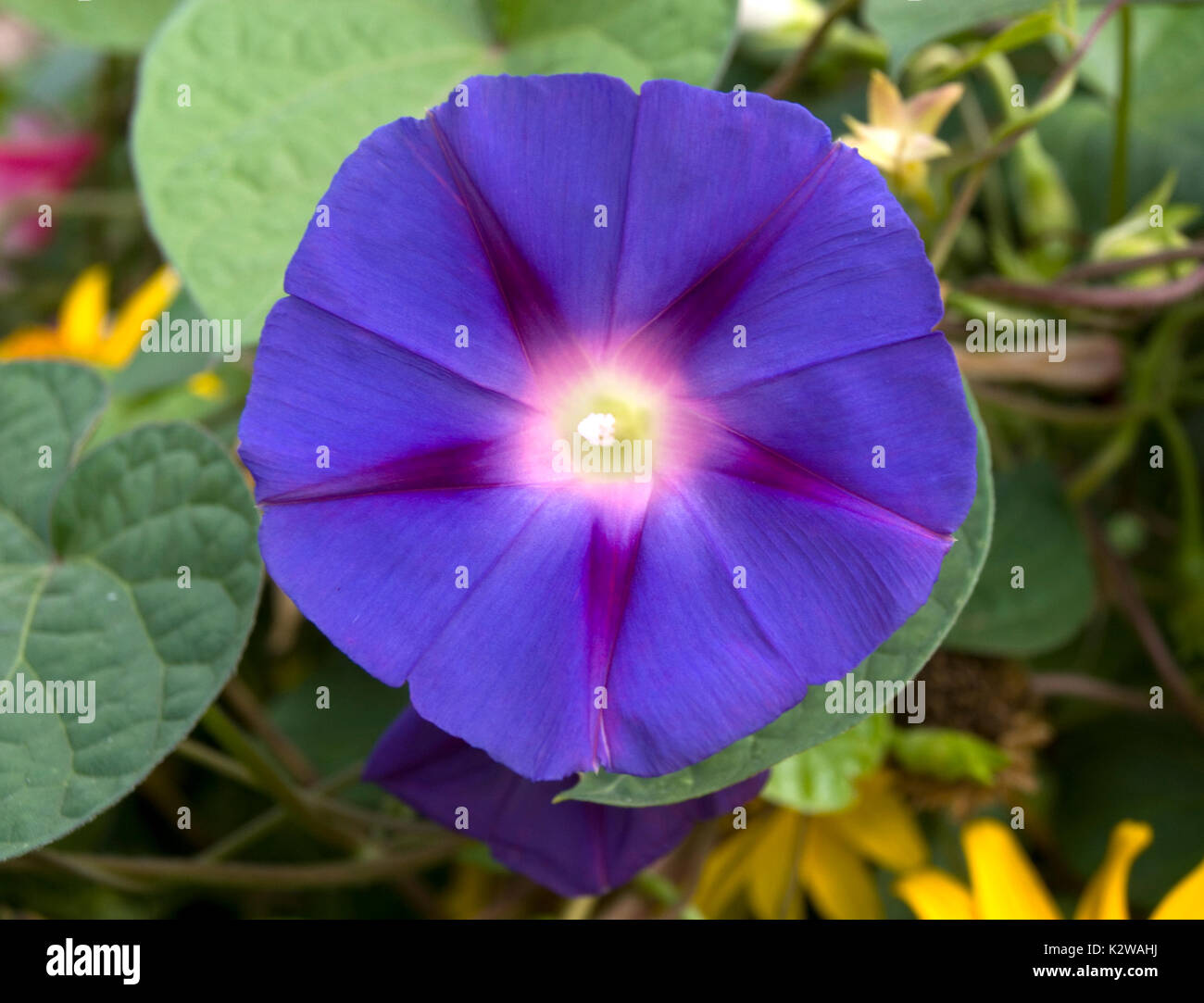Morning glory flower Stock Photo - Alamy