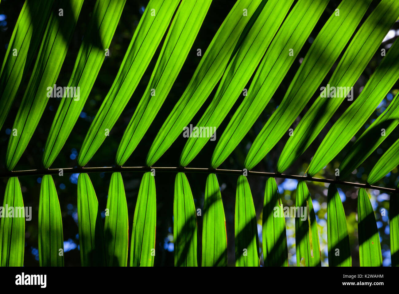 Green backlit leaf in the jungle Stock Photo - Alamy