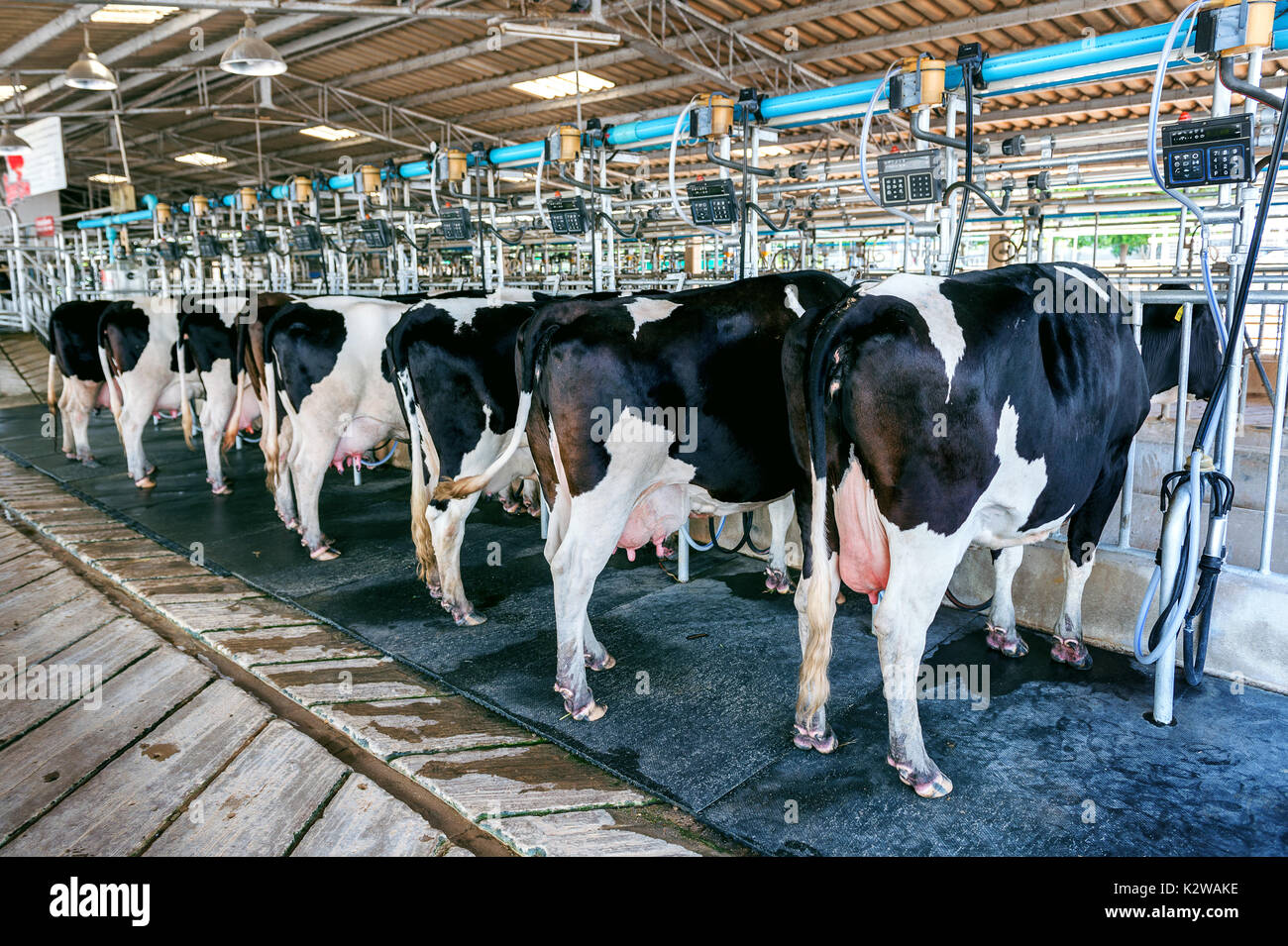 Cows in farm, Cow milking facility with modern milking machines Stock ...
