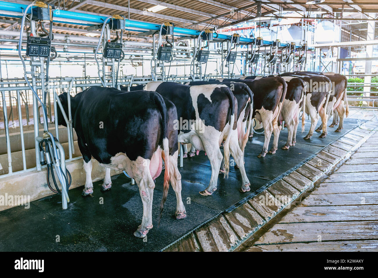 Cows in farm, Cow milking facility with modern milking machines Stock Photo - Alamy