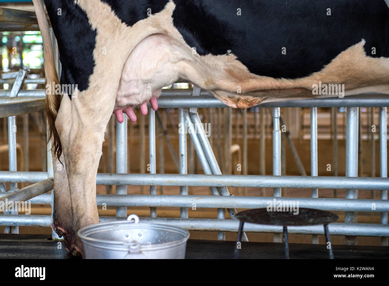 Udder of cow hi-res stock photography and images - Alamy