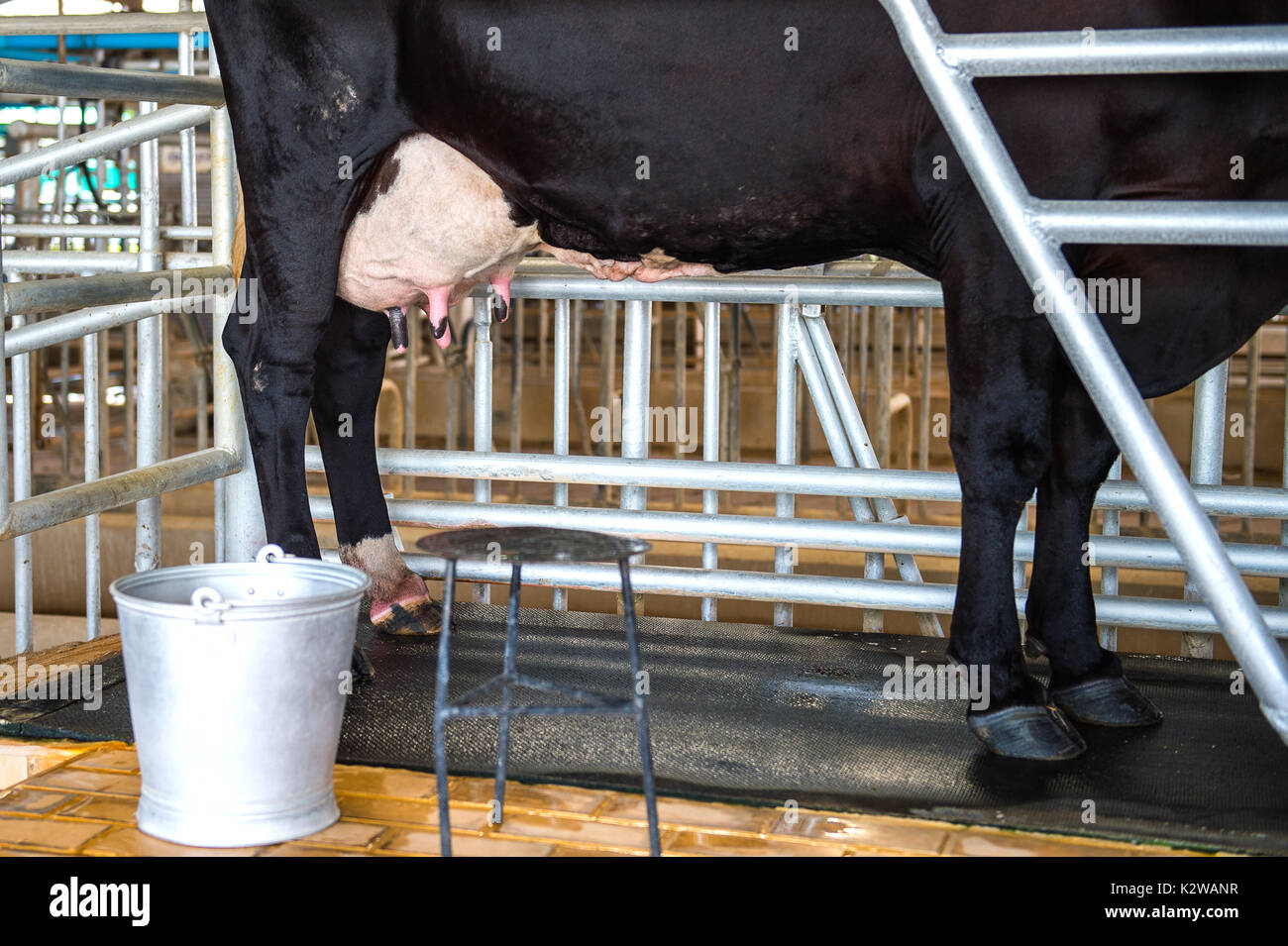 Cow udder hi-res stock photography and images - Alamy