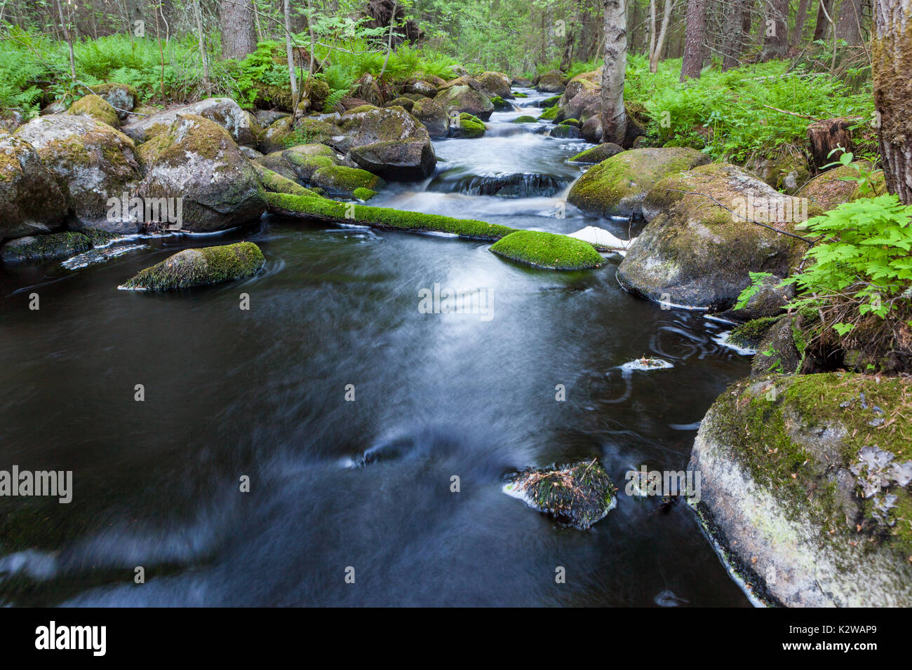 Small stream in mixed forest Stock Photo - Alamy
