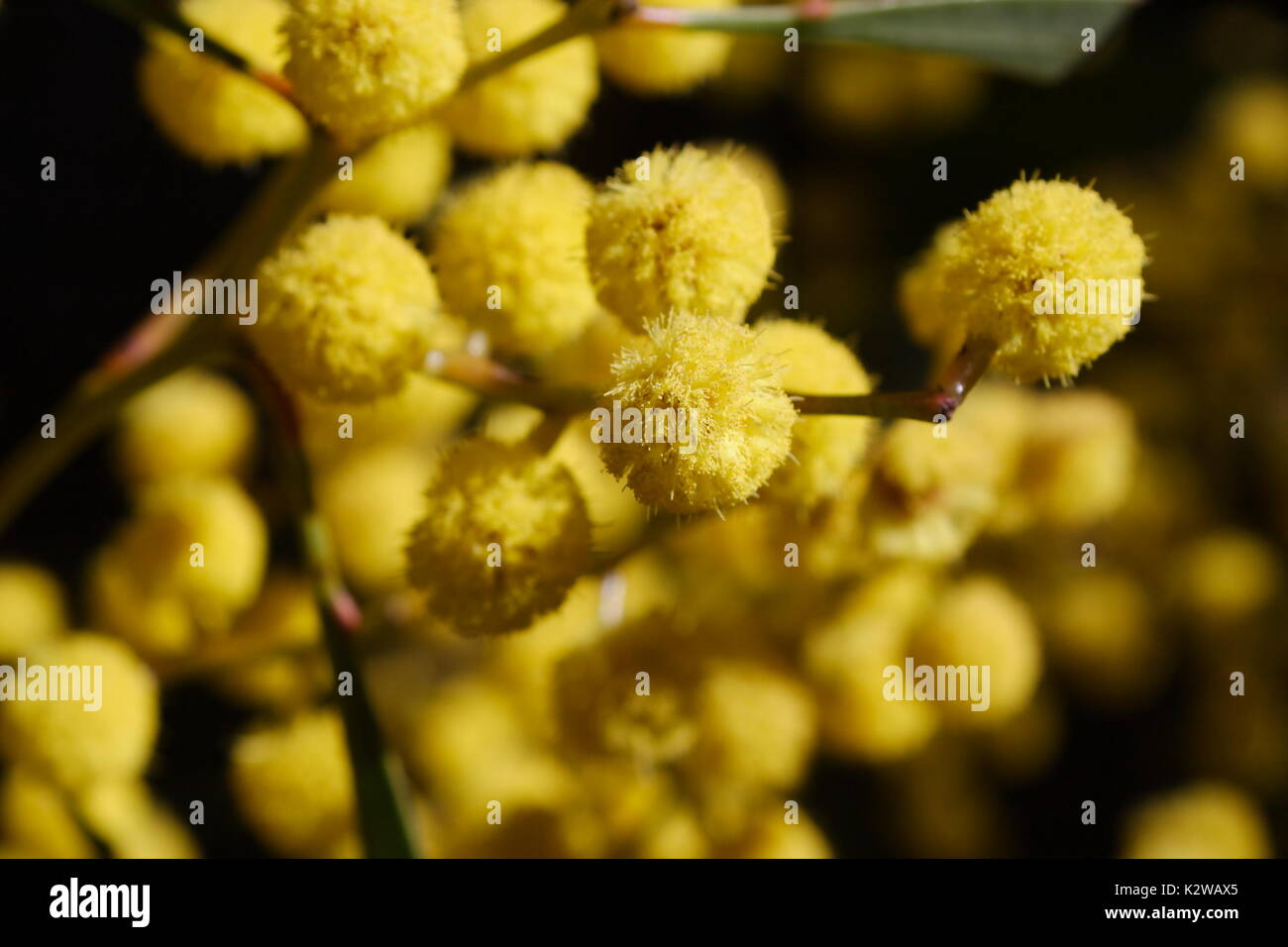 Wattle tree hi-res stock photography and images - Alamy
