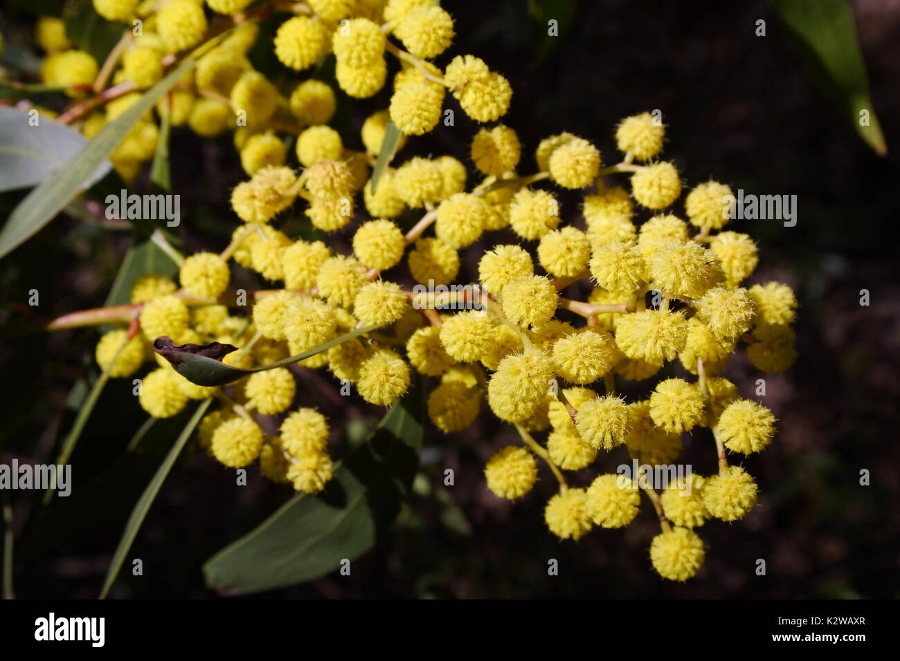 Yellow Wattle Blossom in Spring time Stock Photo - Alamy