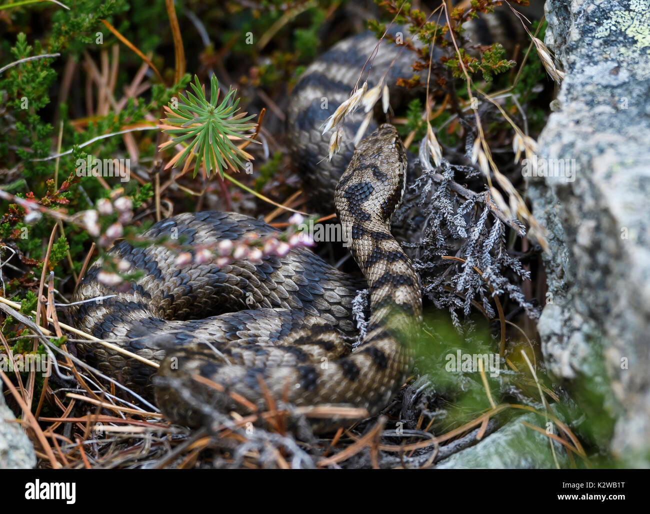 Hissing adder hi-res stock photography and images - Alamy
