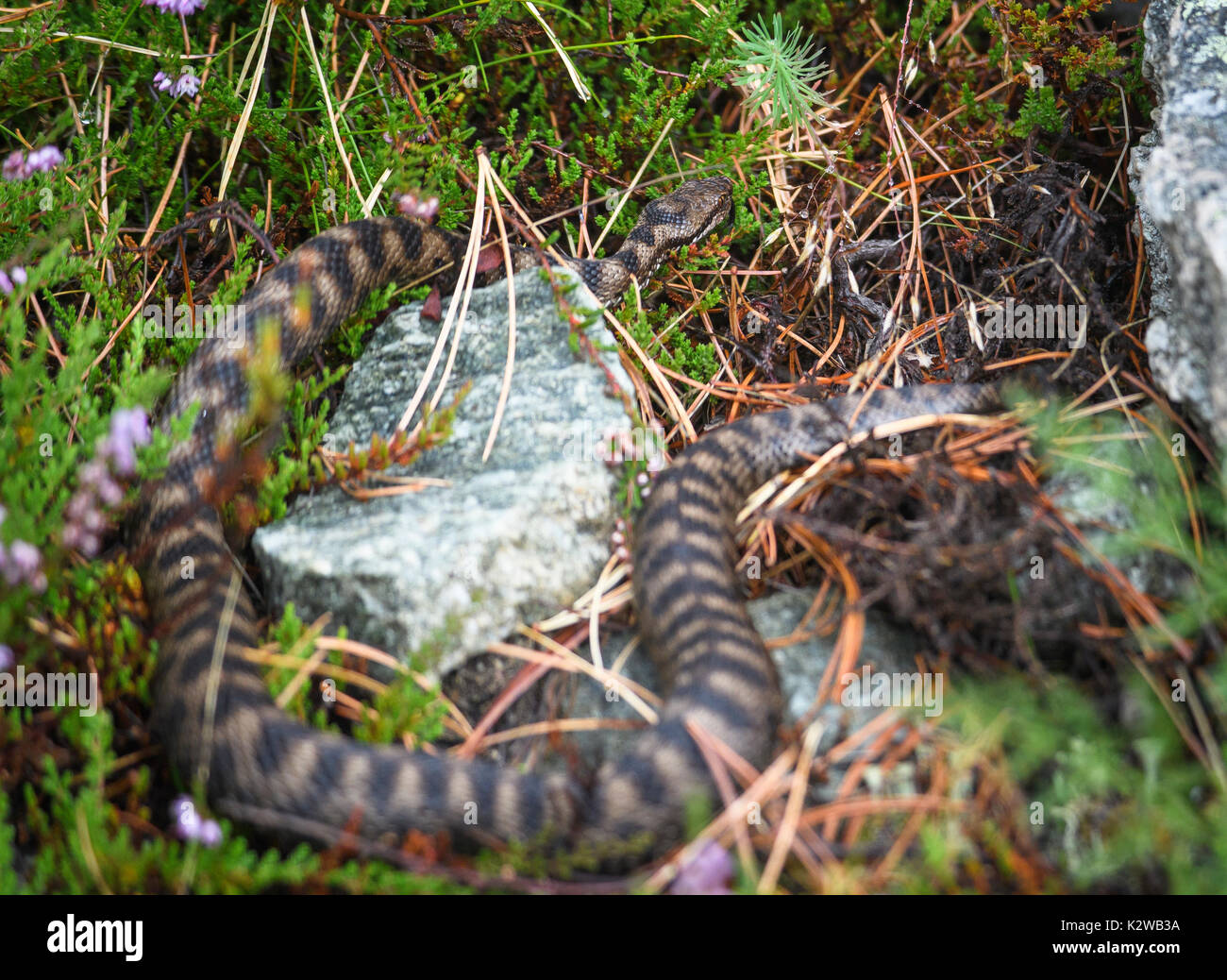 Hissing adder hi-res stock photography and images - Alamy