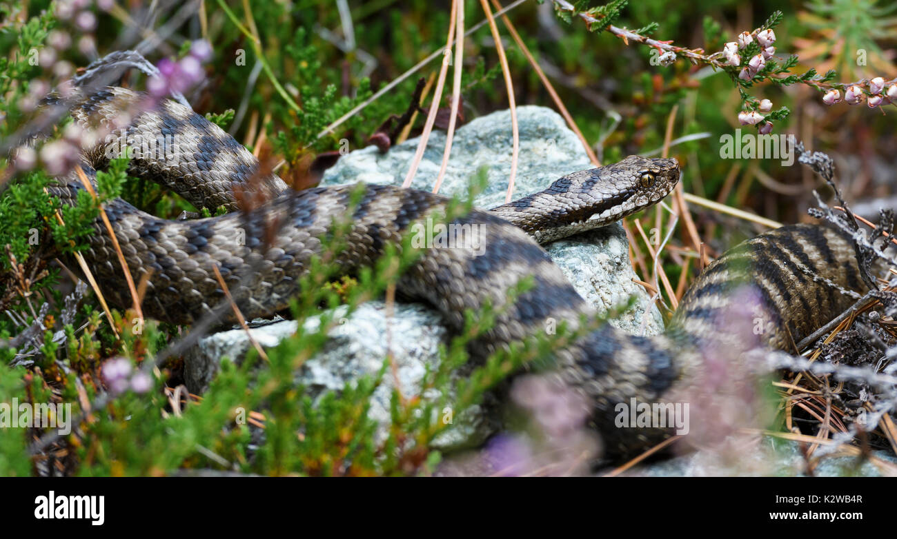 Rock Adder High Resolution Stock Photography and Images - Alamy