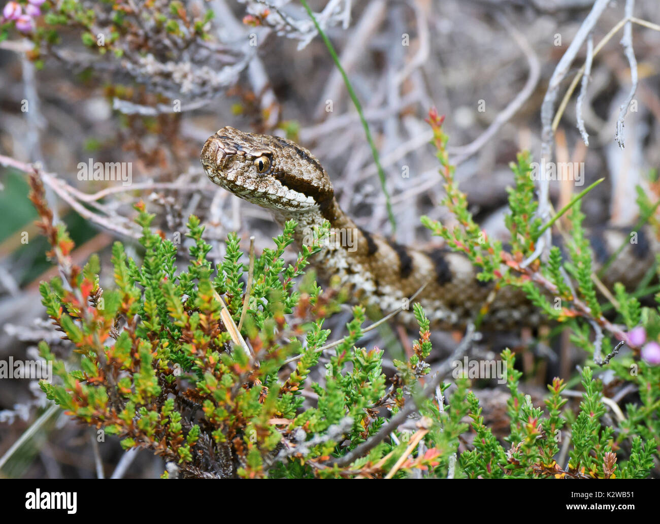 Adder fangs hi-res stock photography and images - Alamy
