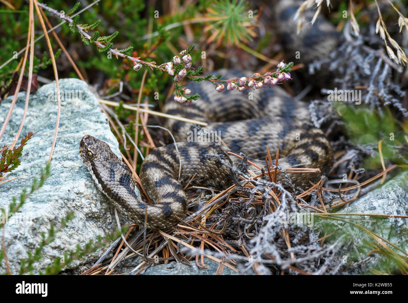 Hissing adder hi-res stock photography and images - Alamy