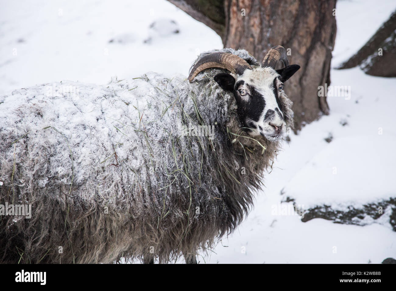 Beautiful sheep hi-res stock photography and images - Alamy