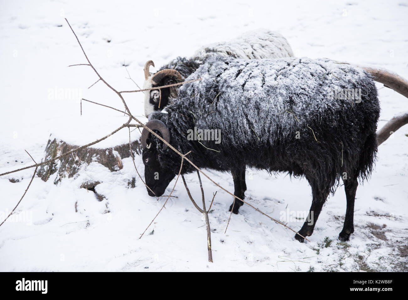 Cute sheep animal wildlife hi-res stock photography and images - Alamy