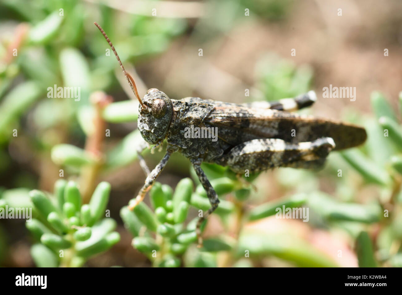 Red winged grasshopper hi-res stock photography and images - Alamy
