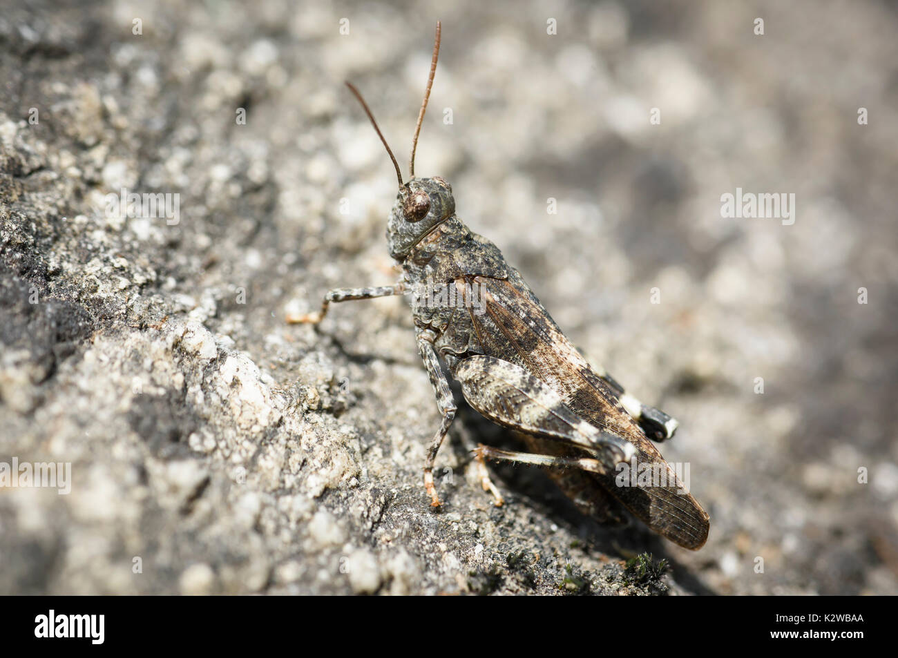 Red winged grasshopper hi-res stock photography and images - Alamy