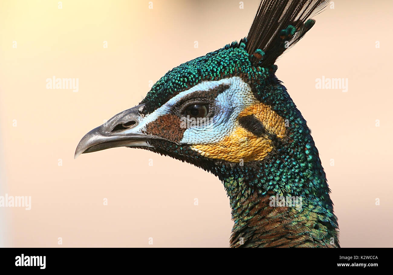 Male Asian Green Peacock or Java peafowl (Pavo muticus), closeup of the ...