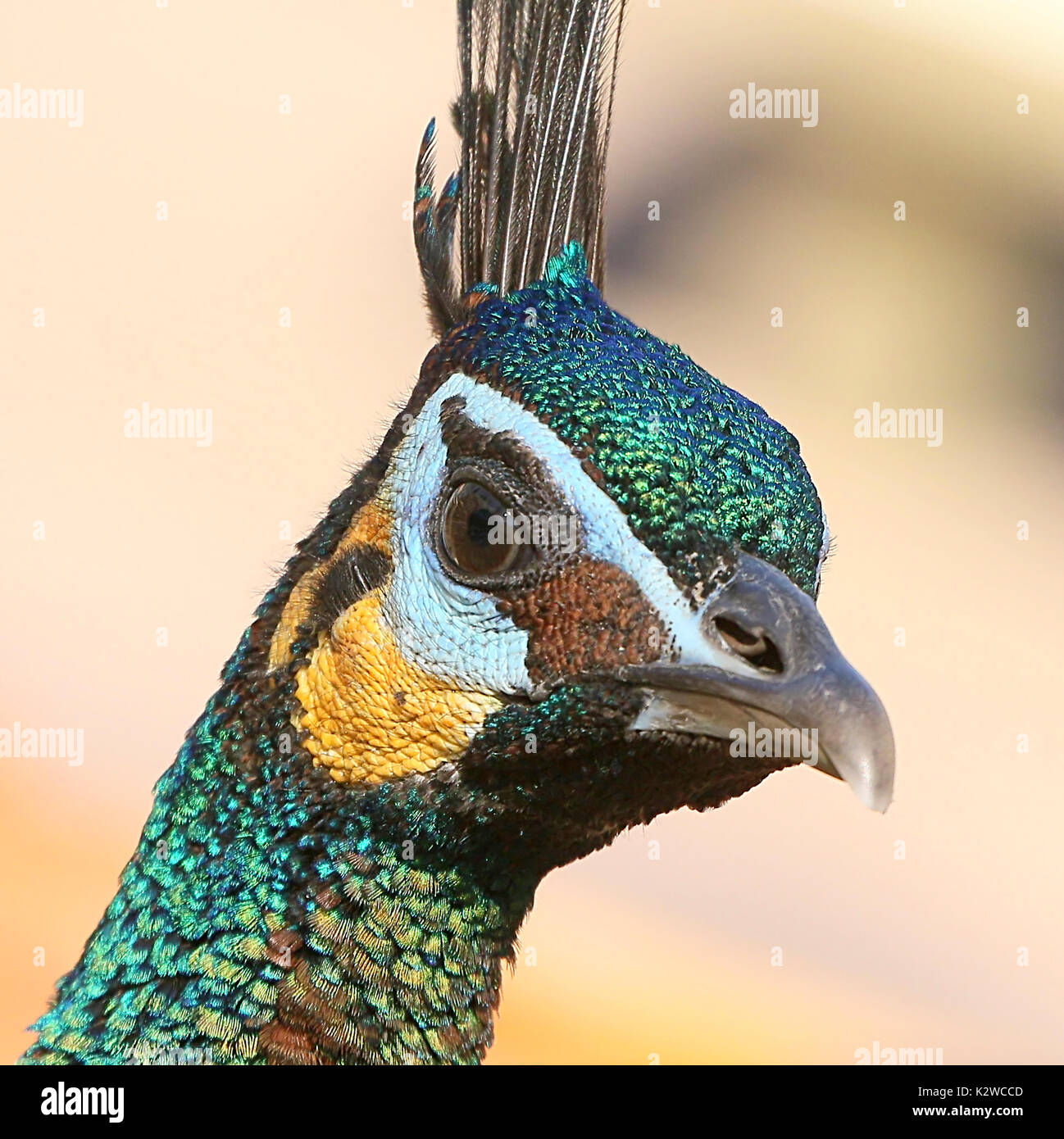 Male Asian Green Peacock or Java peafowl (Pavo muticus), closeup of the ...