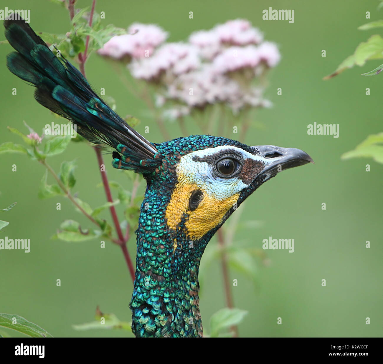 Green peafowl java hi-res stock photography and images - Alamy