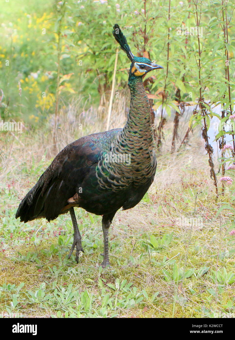 Female Asian Green Peacock or Java peafowl (Pavo muticus Stock Photo ...