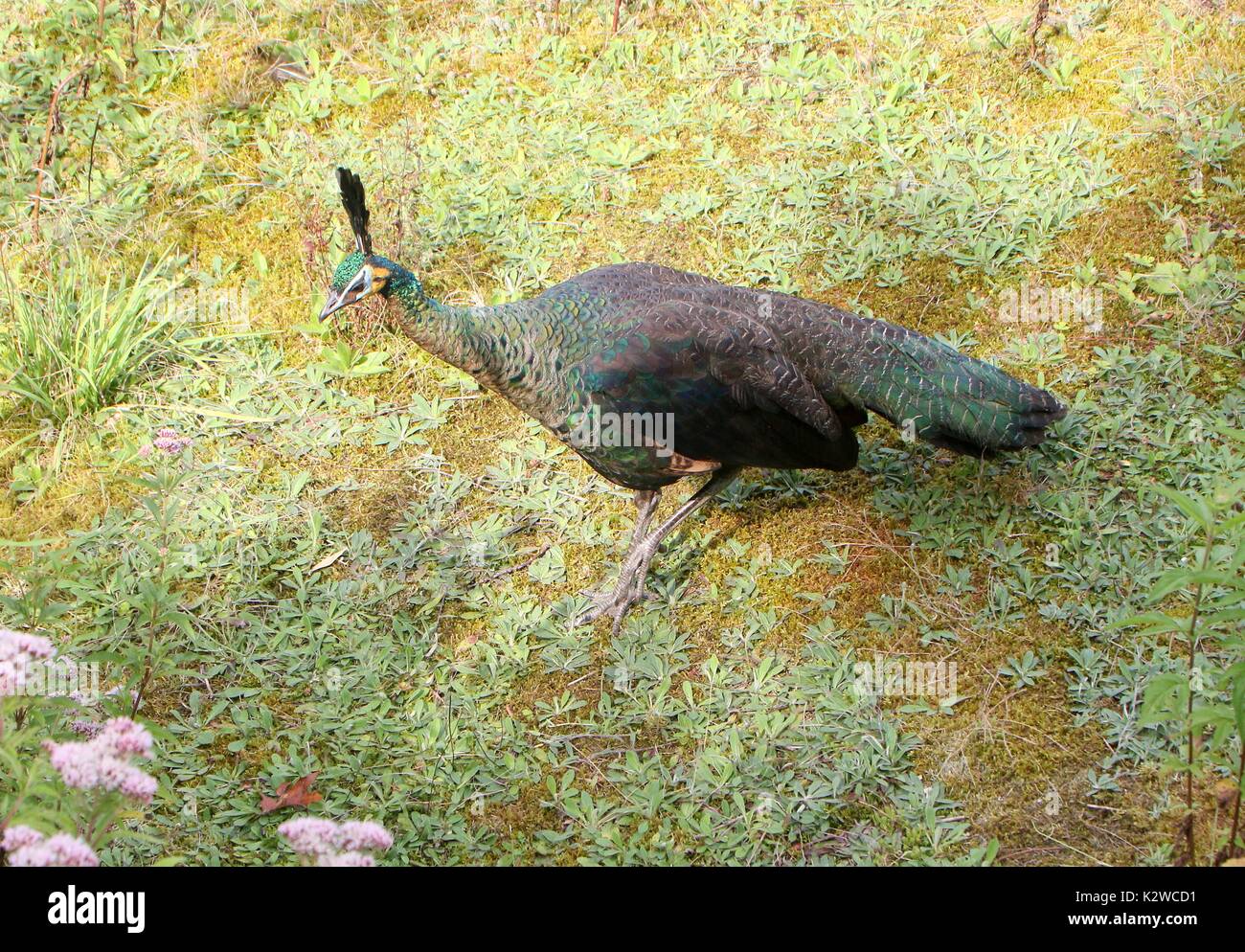 Paon spicifere hi-res stock photography and images - Alamy