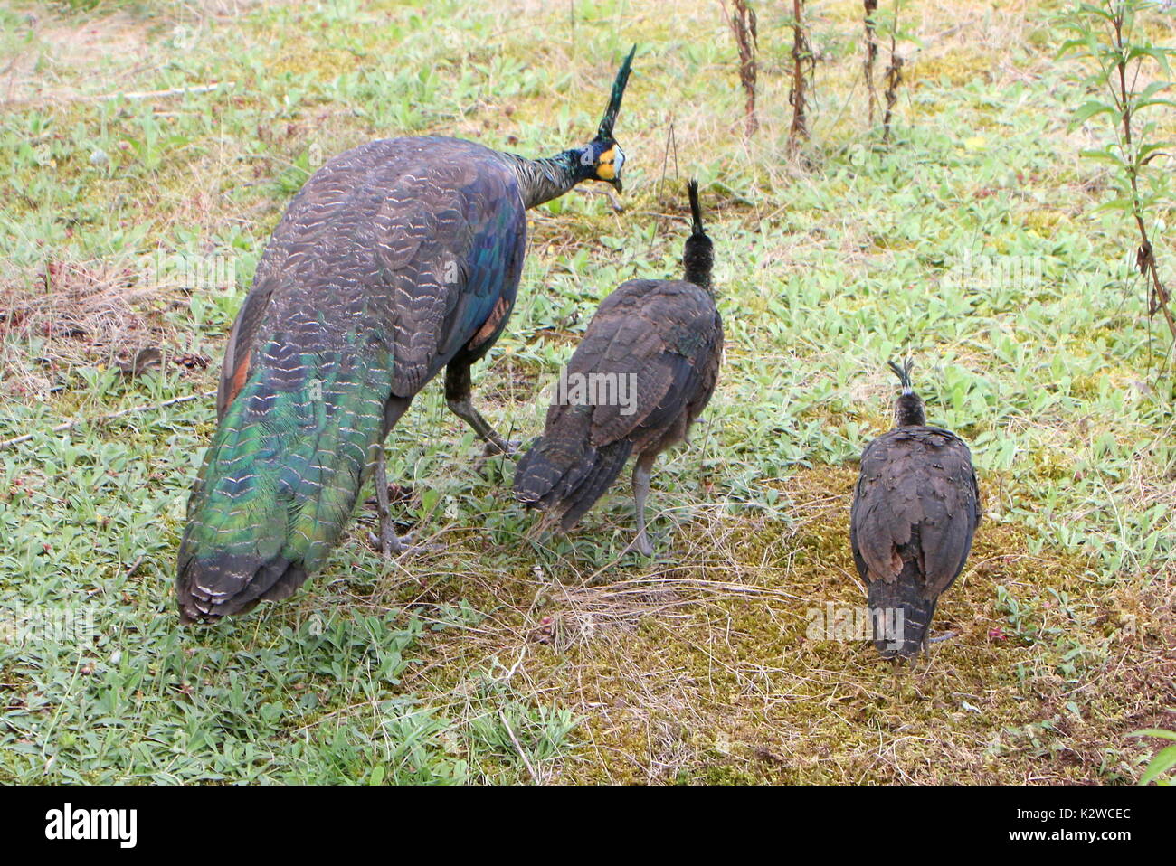 Female Asian Green Peahen or Java peafowl (Pavo muticus) with two of ...
