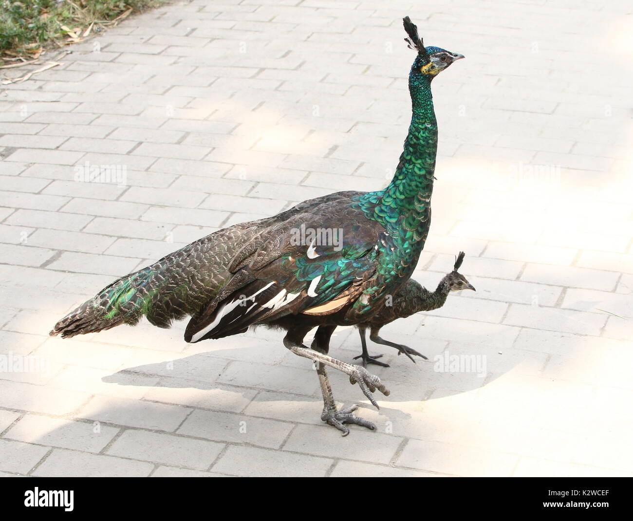 Female Asian Green Peahen or Java peafowl (Pavo muticus) with a baby ...