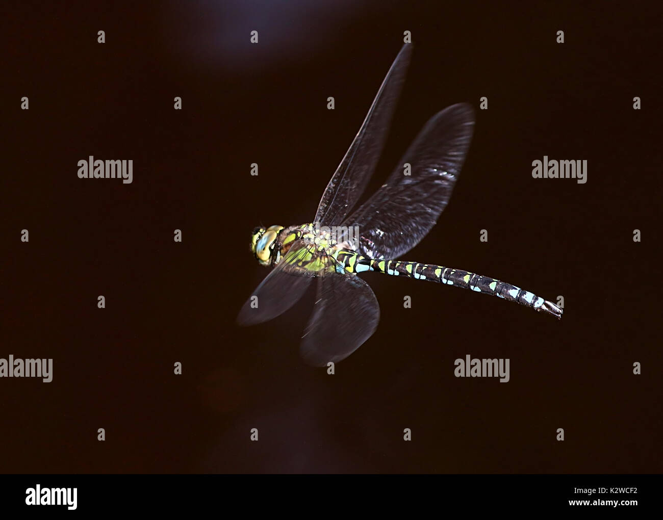 Male European Southern Hawker dragonfly (Aeshna cyanea) in flight, a.k ...