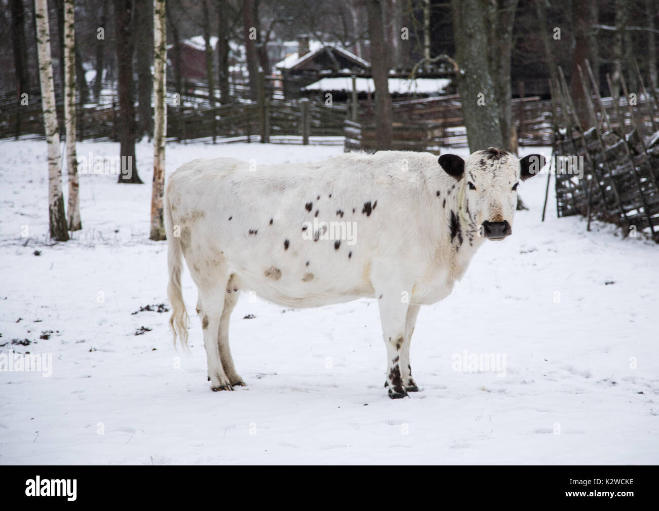 A portrait of white cow in winter Stock Photo - Alamy