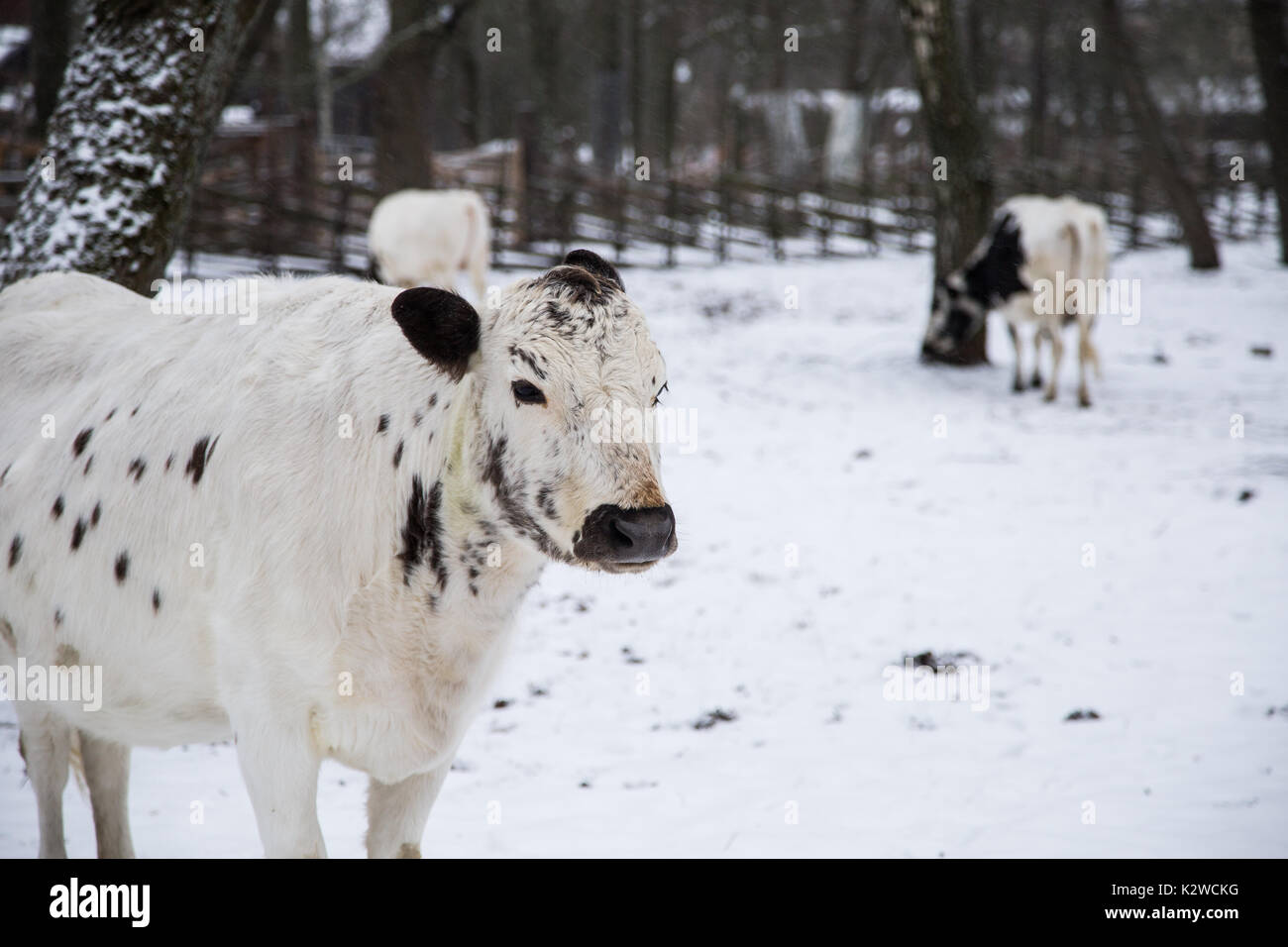 A portrait of white cow in winter Stock Photo - Alamy