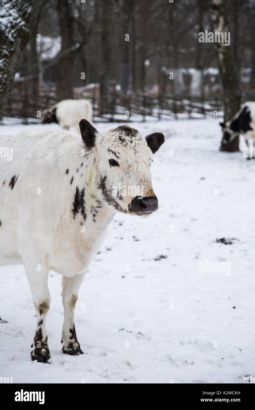 A portrait of white cow in winter Stock Photo - Alamy